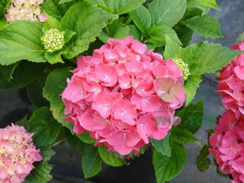 Hortensja ogrodowa różowa pienna Hydrangea macrophylla - Ogrodniczy ...